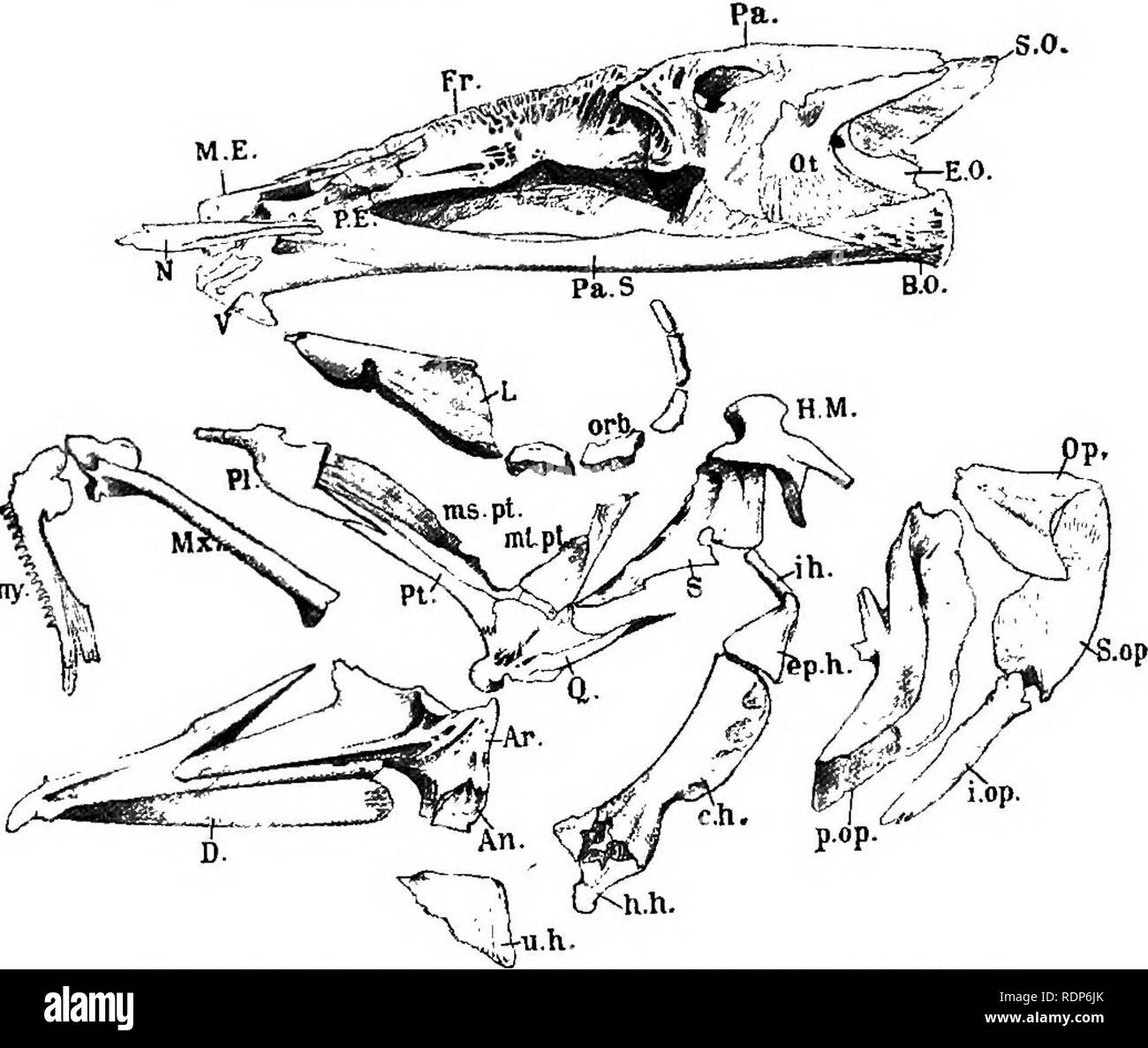 . Outlines of zoology. Zoology. 502 PISCESâFISHES. (c) Along the floor ...