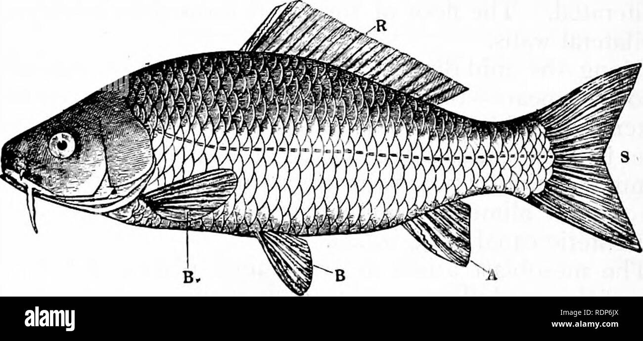 . Outlines of zoology. Zoology. 500 PISCES—FISHES. Second type of ...