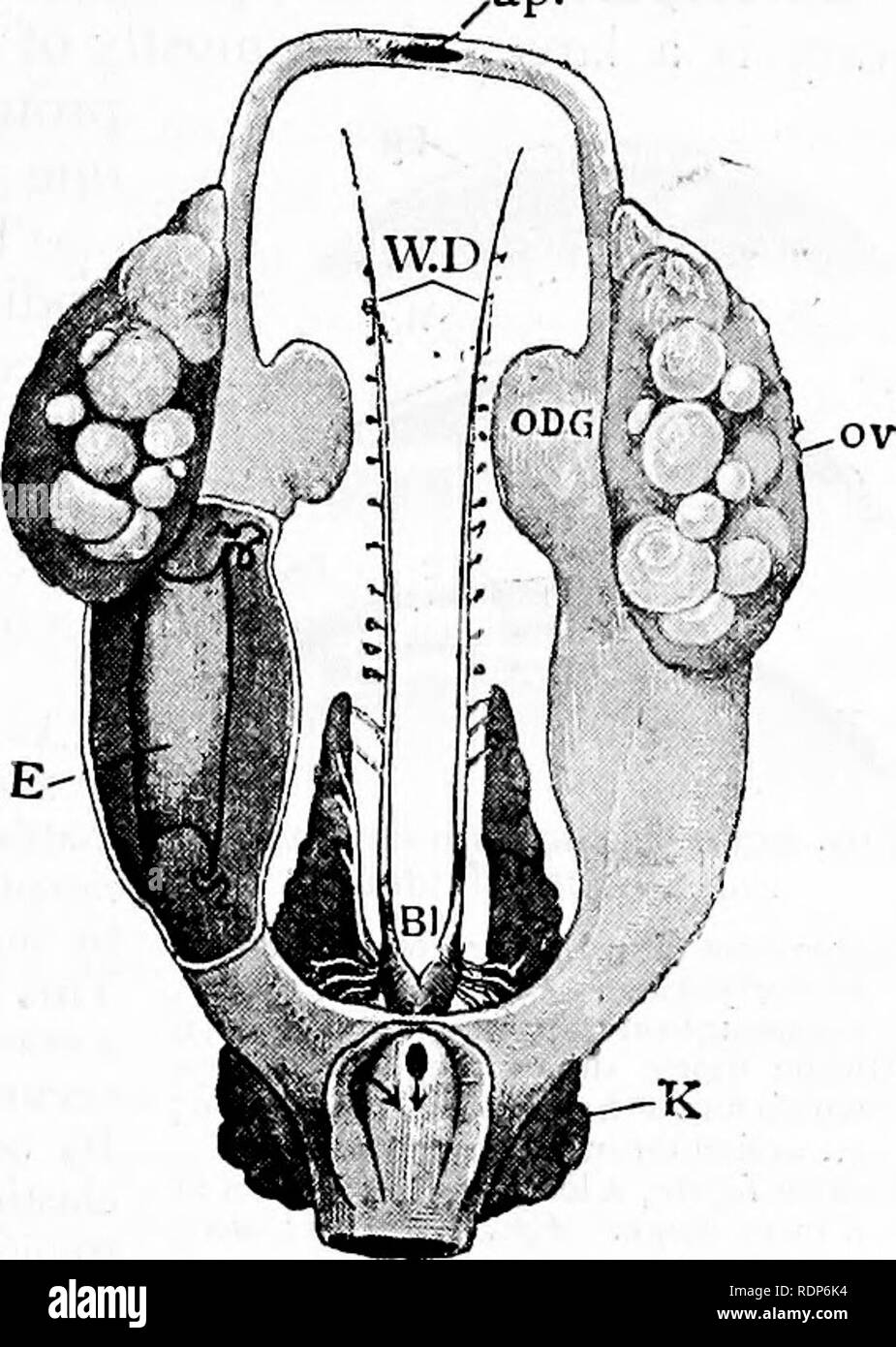 . Outlines of zoology. Zoology. EXCRETORY AND REPRODUCTIVE SYSTEMS. 497 ...