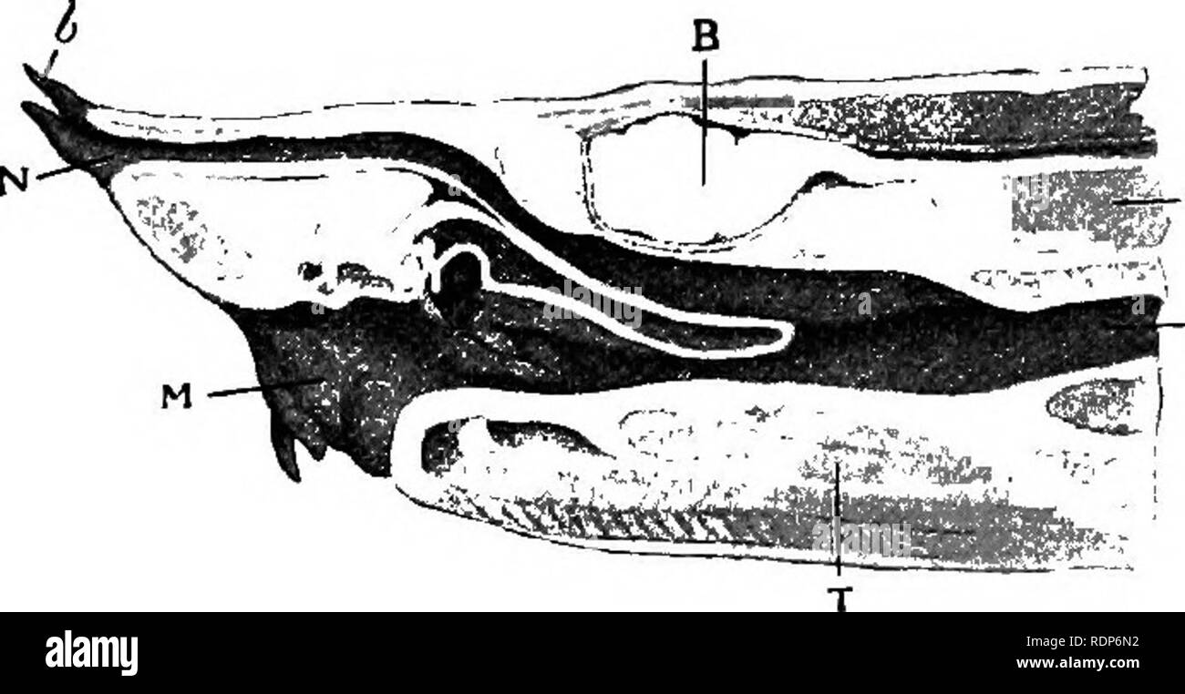 Diphycercal tail hi-res stock photography and images - Alamy