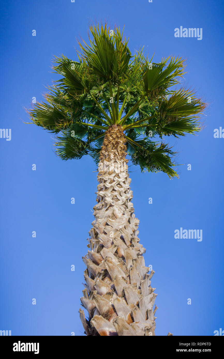Palm tree, California Stock Photo - Alamy