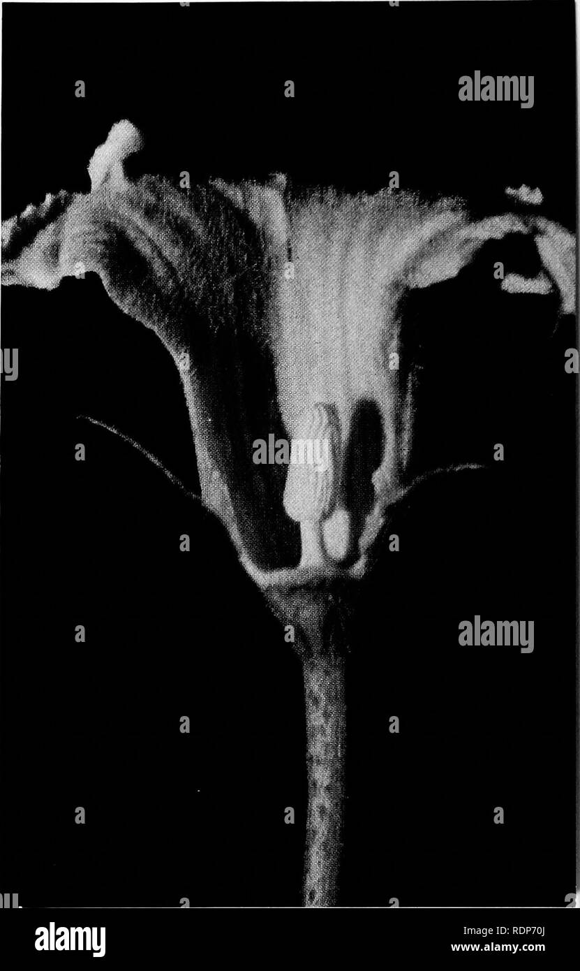Pollen feet Black and White Stock Photos & Images - Alamy