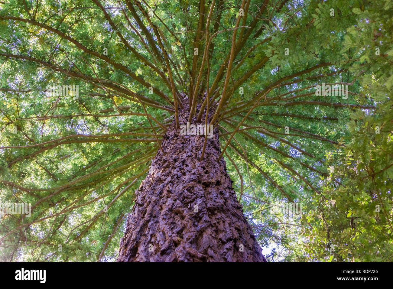 Round crown of an evergreen tree, California Stock Photo - Alamy