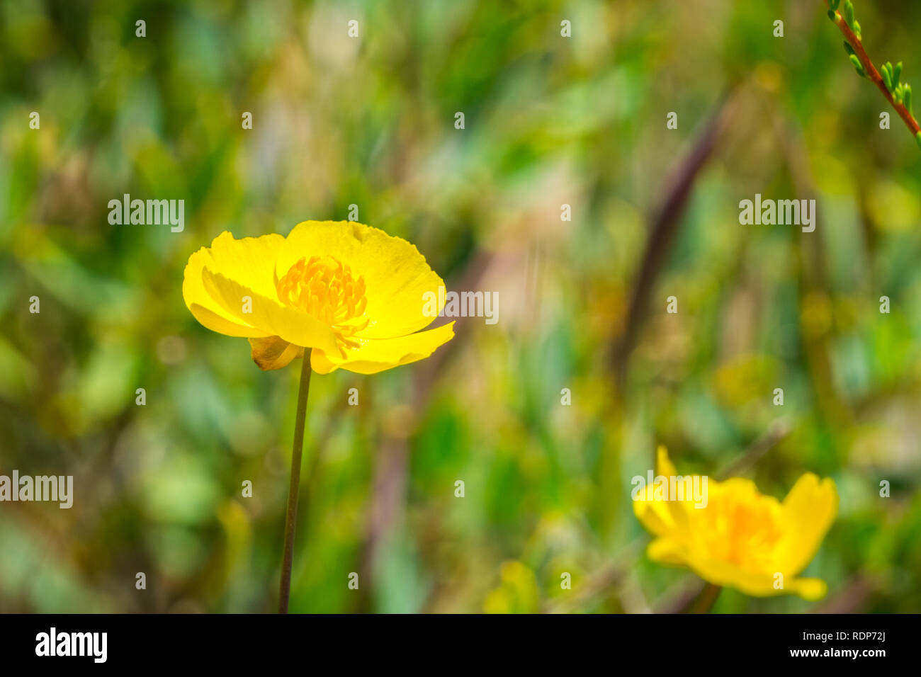 Close up of Bush poppy (Dendromecon rigida) wildflower, California ...