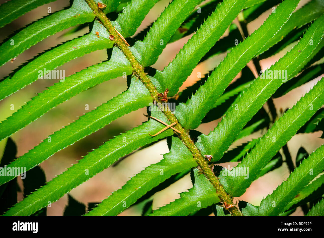 Western sword fern of california hi-res stock photography and images ...