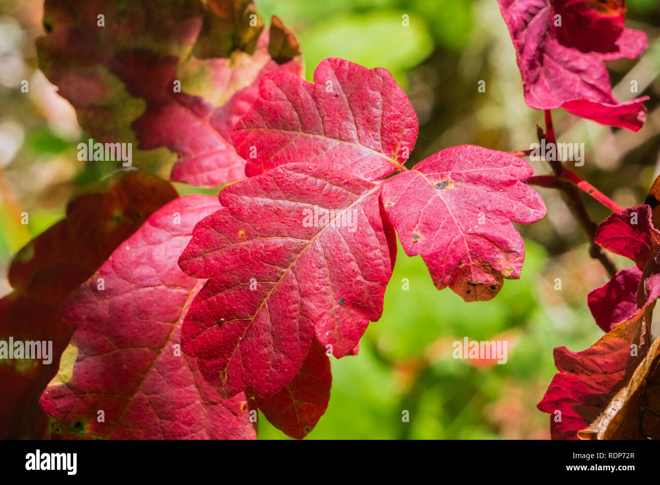 Red poison oak (Toxicodendron diversilobum) leaves, California Stock ...