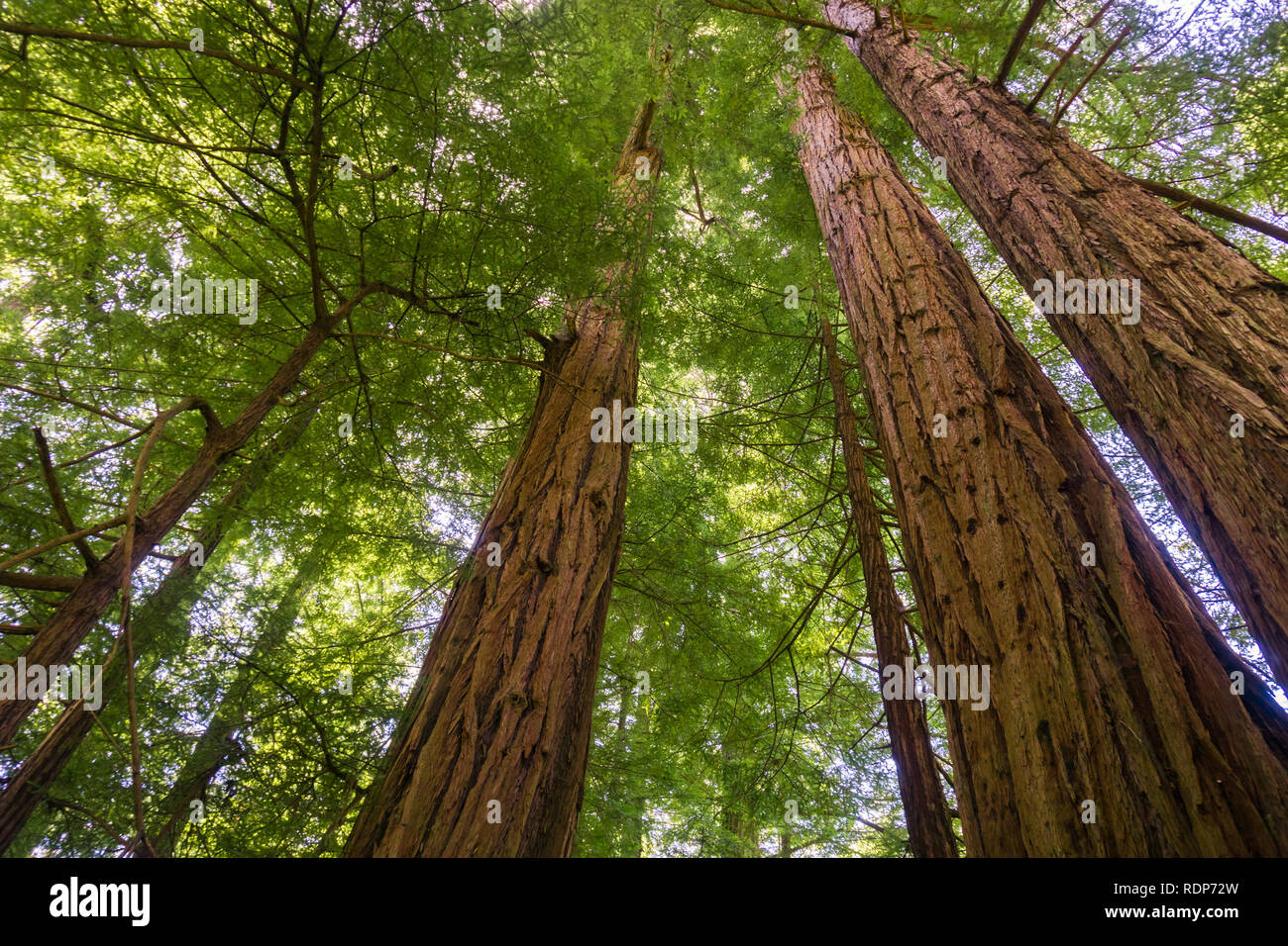 Redwood is red hi-res stock photography and images - Alamy