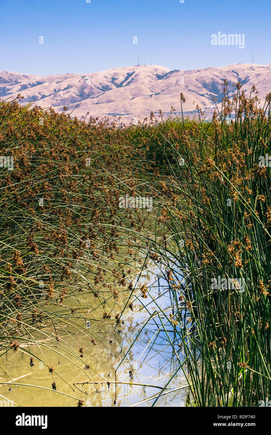 Marsh murky hi-res stock photography and images - Alamy