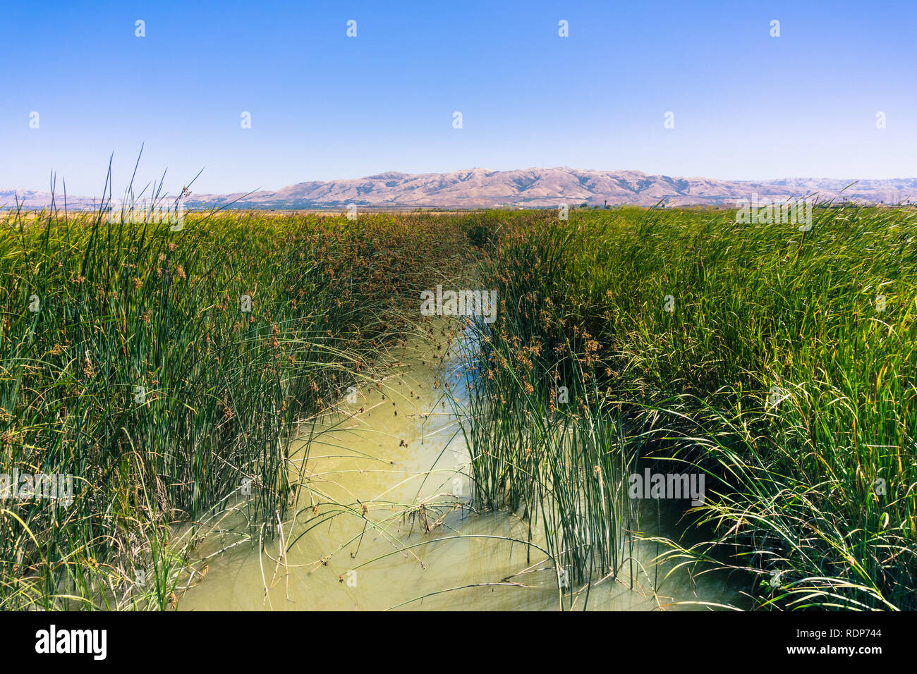 Tule reeds and cattail in the marsh restored at Alviso Marina County ...