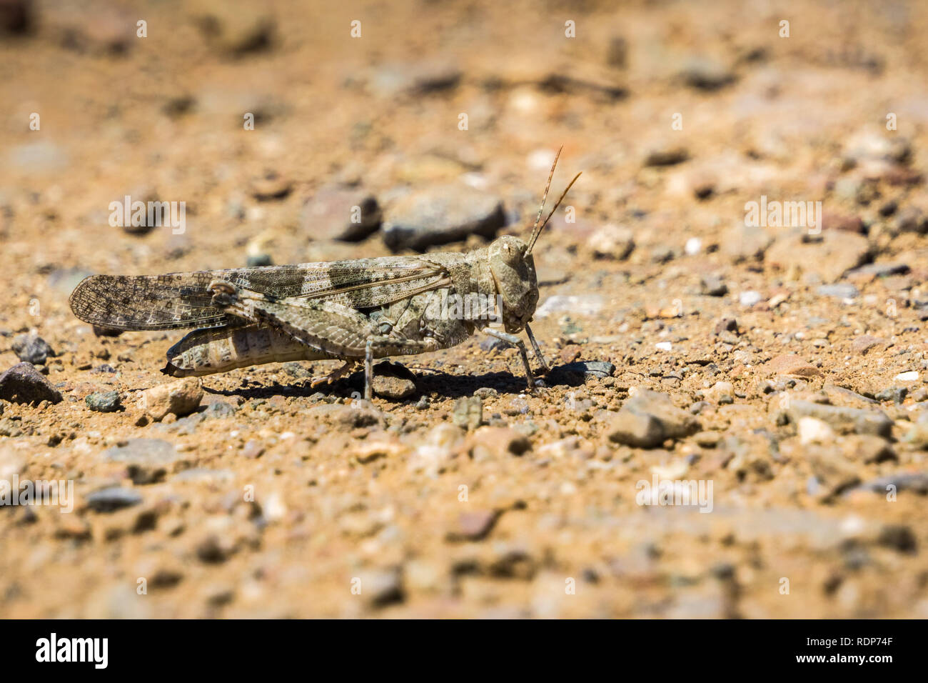 California insect camouflage hi-res stock photography and images - Alamy