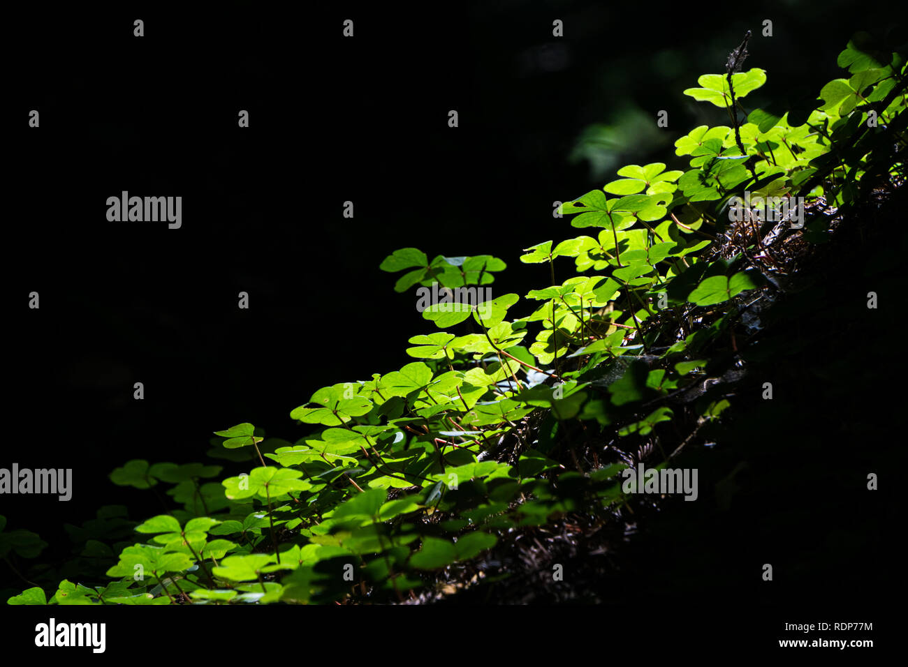 Redwood sorrel illuminated by a ray of light, California Stock Photo ...