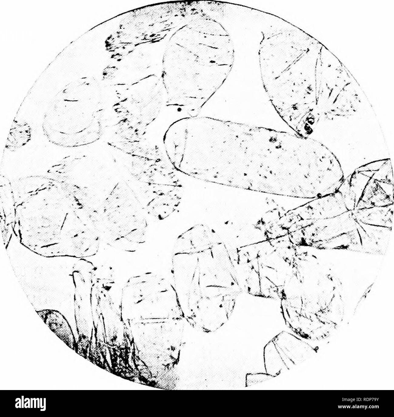 Plant cells light microscope Black and White Stock Photos & Images - Alamy