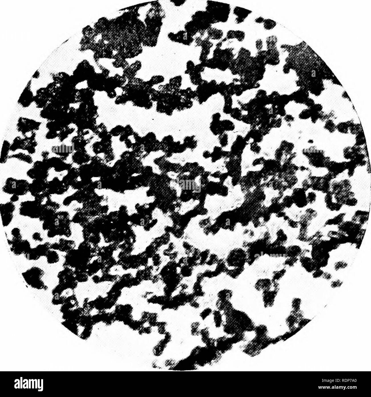 Protococcus hi-res stock photography and images - Alamy