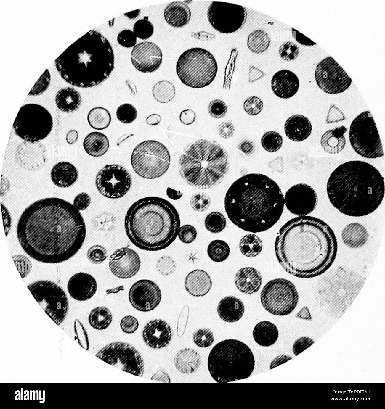 Living diatom hi-res stock photography and images - Alamy