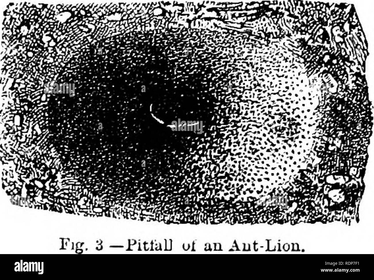 Nature natural instinct instinctive Black and White Stock Photos ...