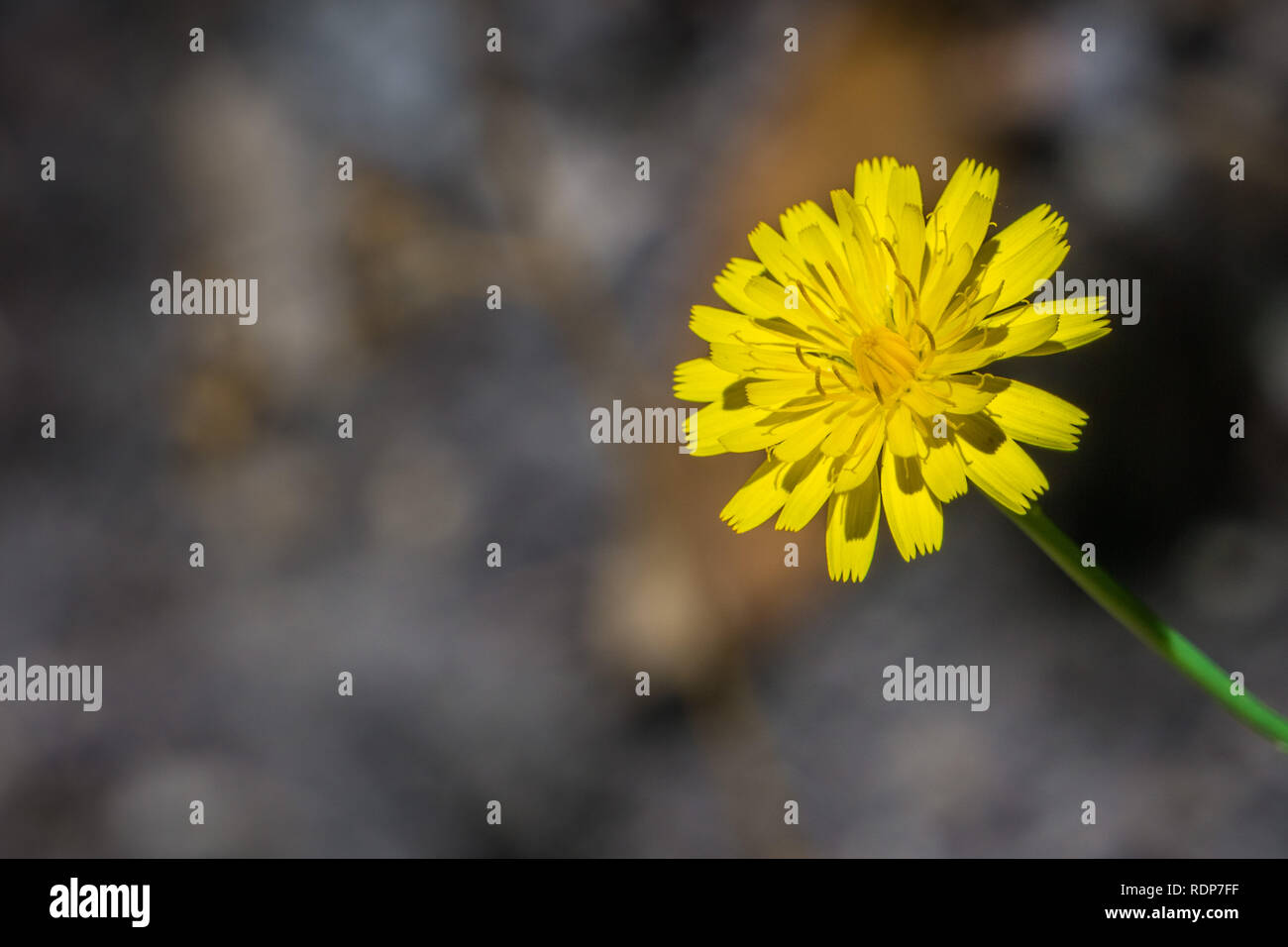 False dandelion (Hypochaeris radicata) native to Europe, blooming in a ...