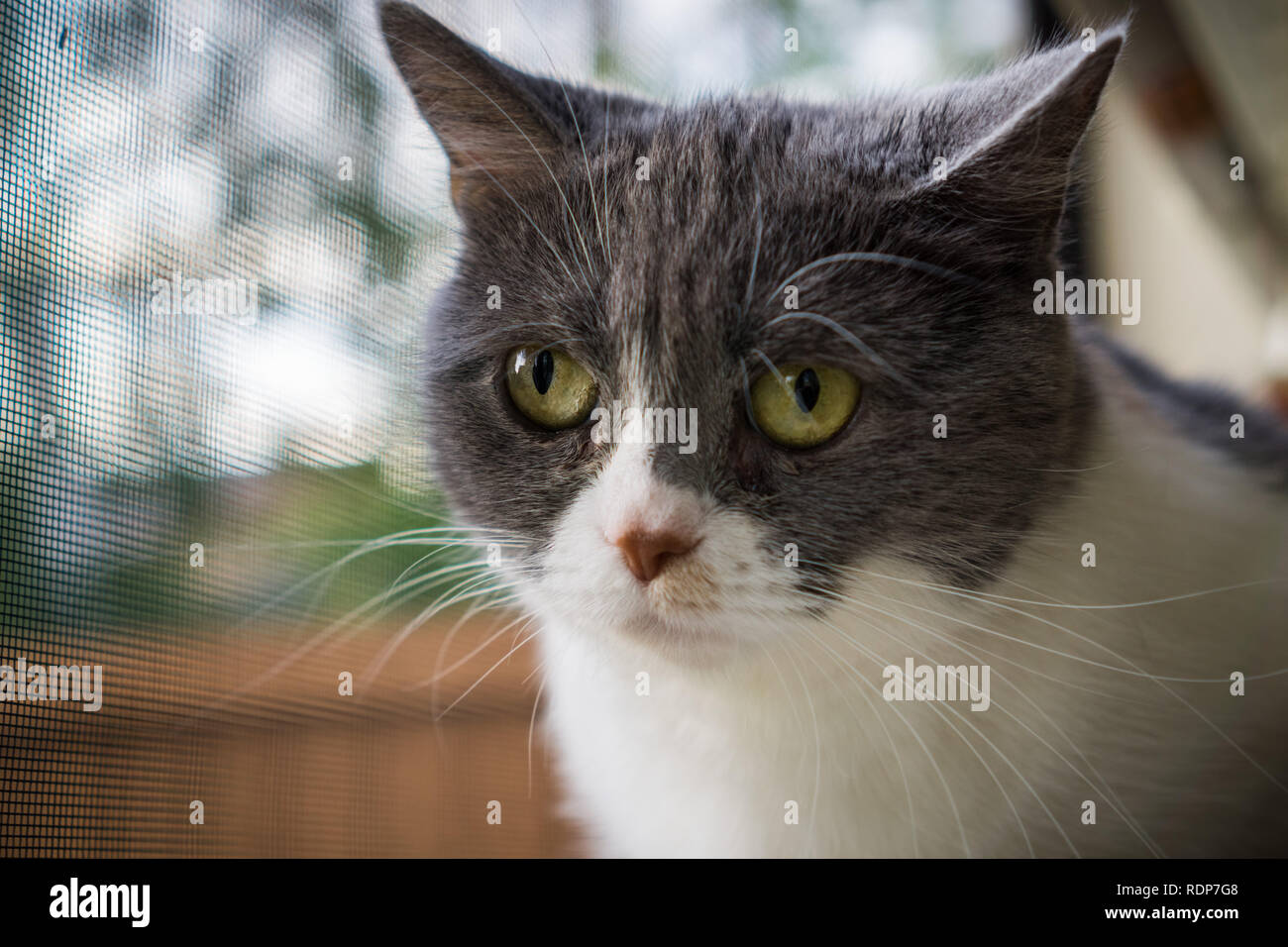 Cat sitting on window ledge hi-res stock photography and images - Alamy
