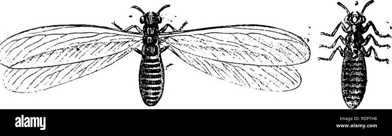 . The bee and white ants, their manners and habits; with illustrations ...