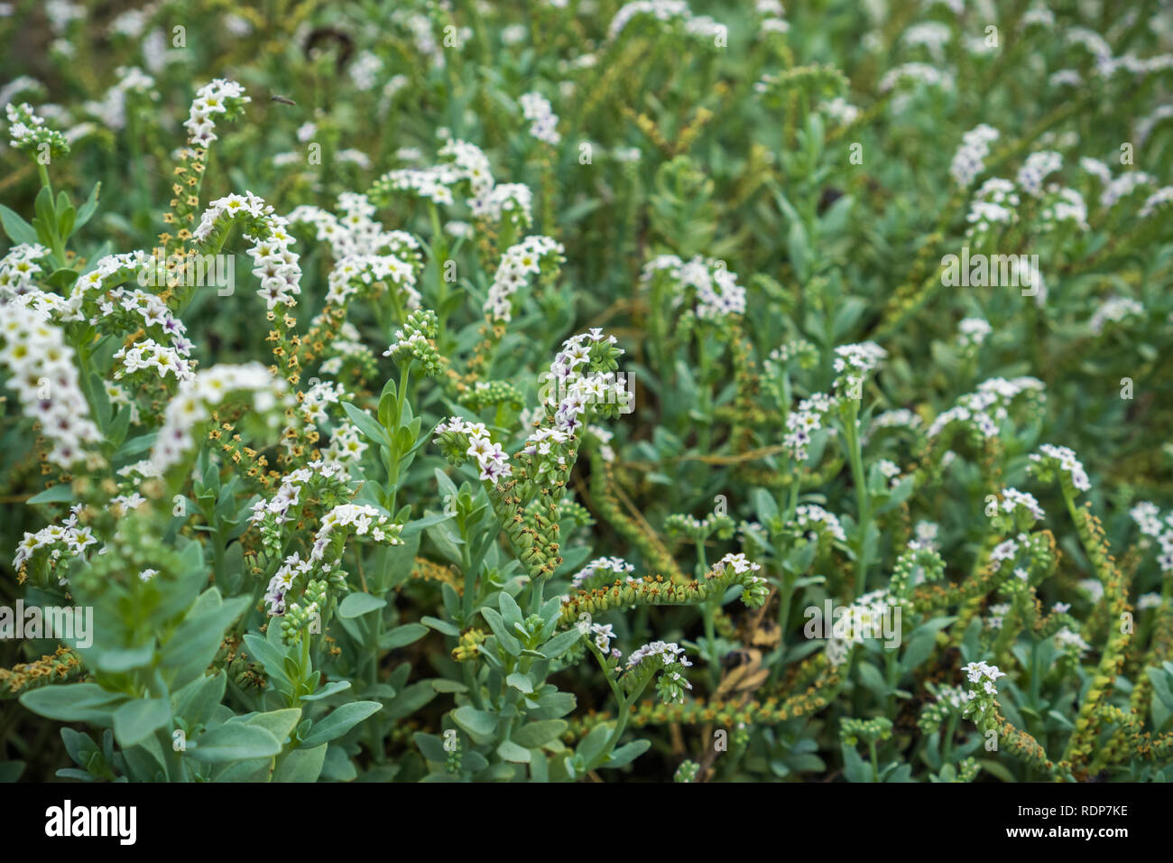Seaside heliotrope hi-res stock photography and images - Alamy