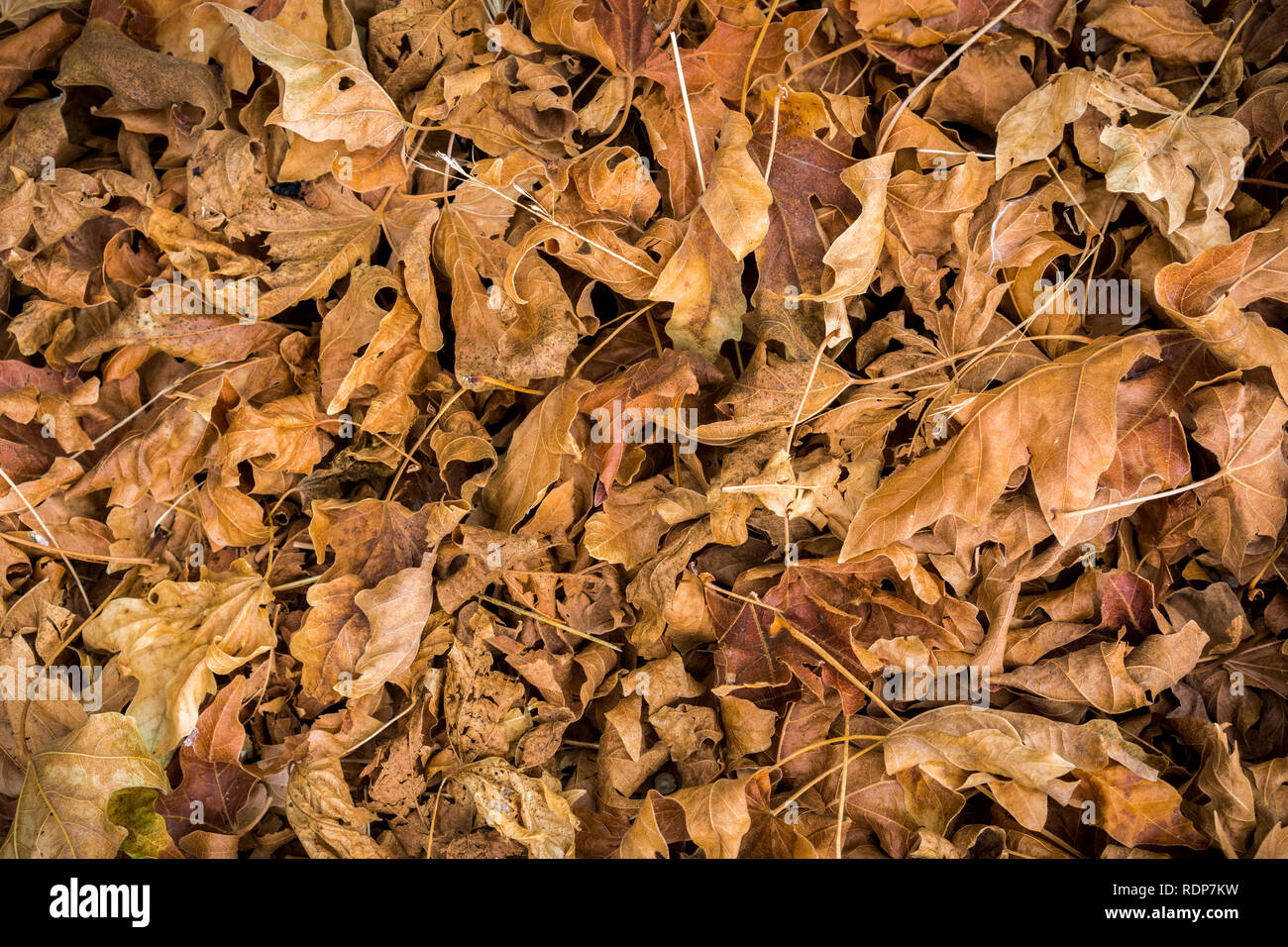 Carpet colored maple leaves hi-res stock photography and images - Alamy