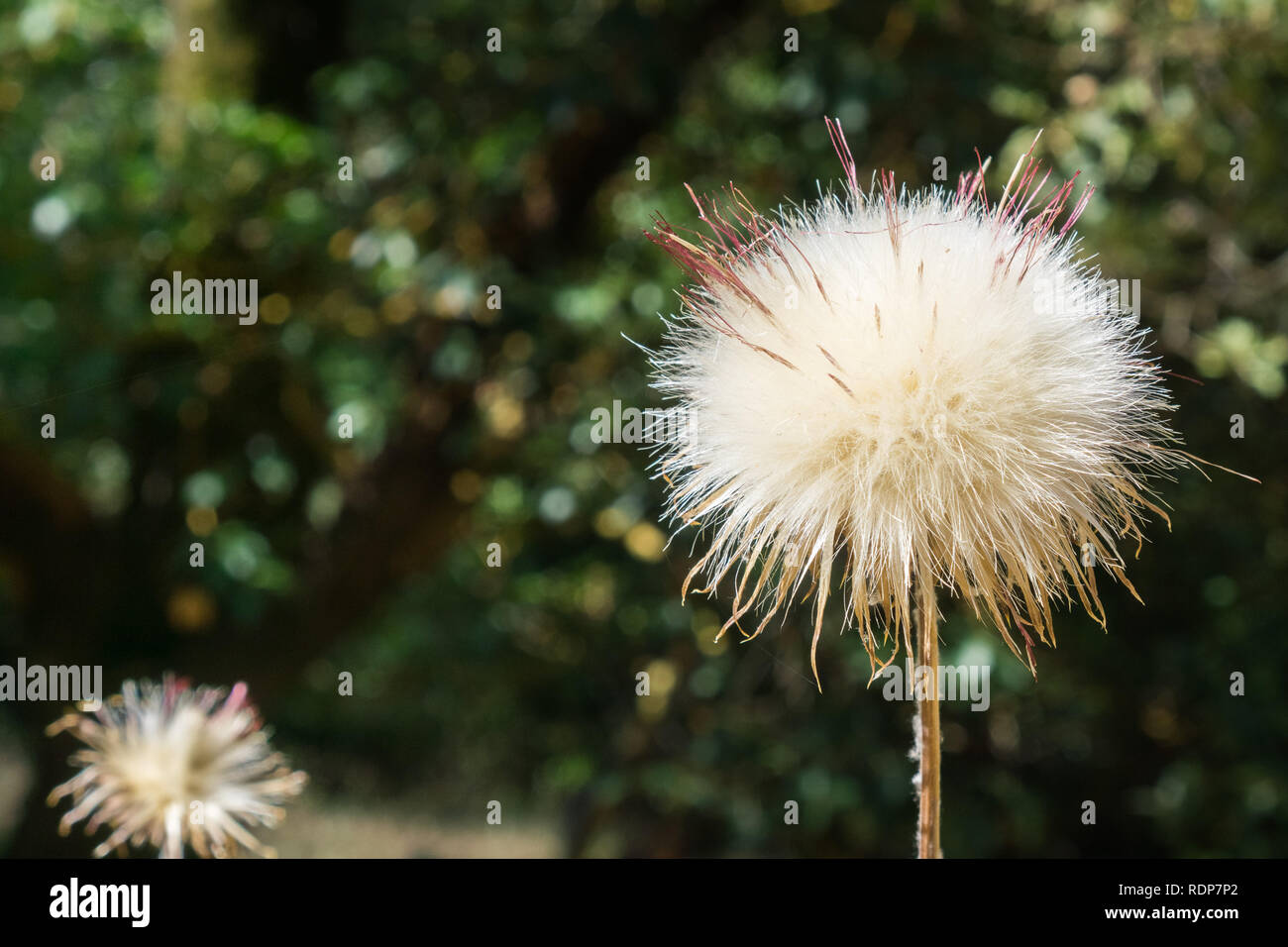 Puff ball hi-res stock photography and images - Alamy