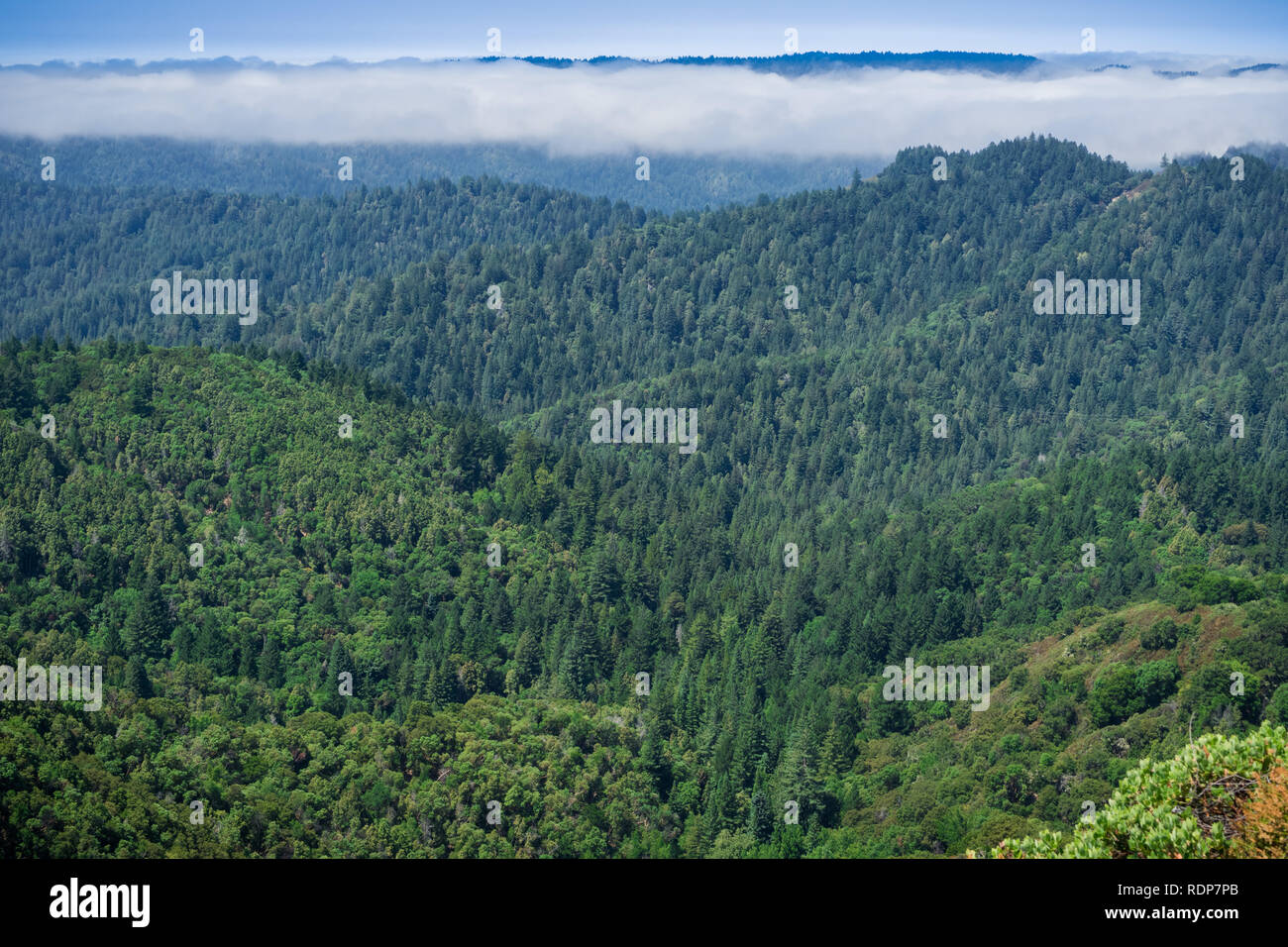 Fog lingering over the hills and valleys of Santa Cruz mountains, San ...