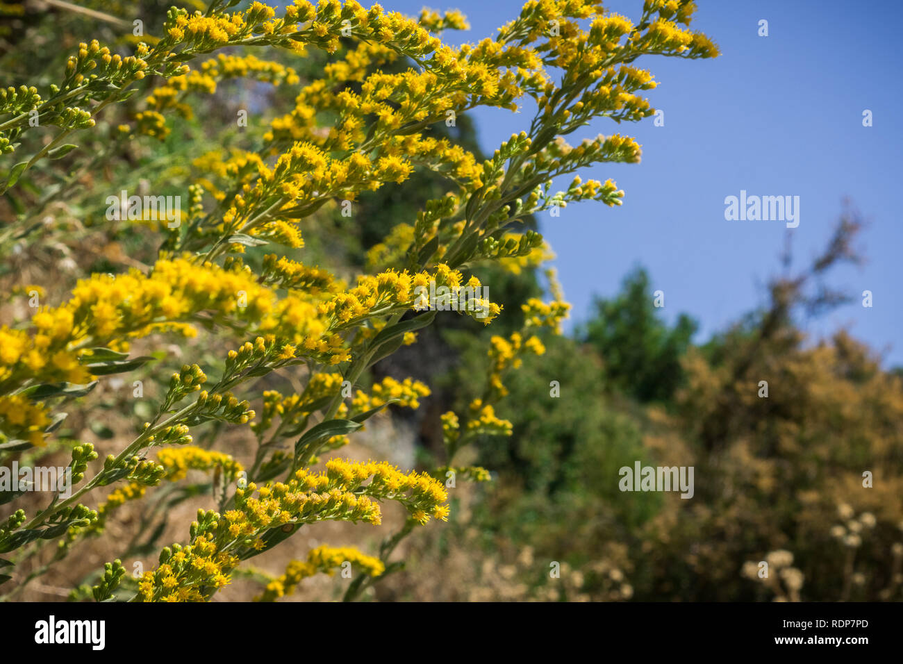 Solidago velutina hi-res stock photography and images - Alamy