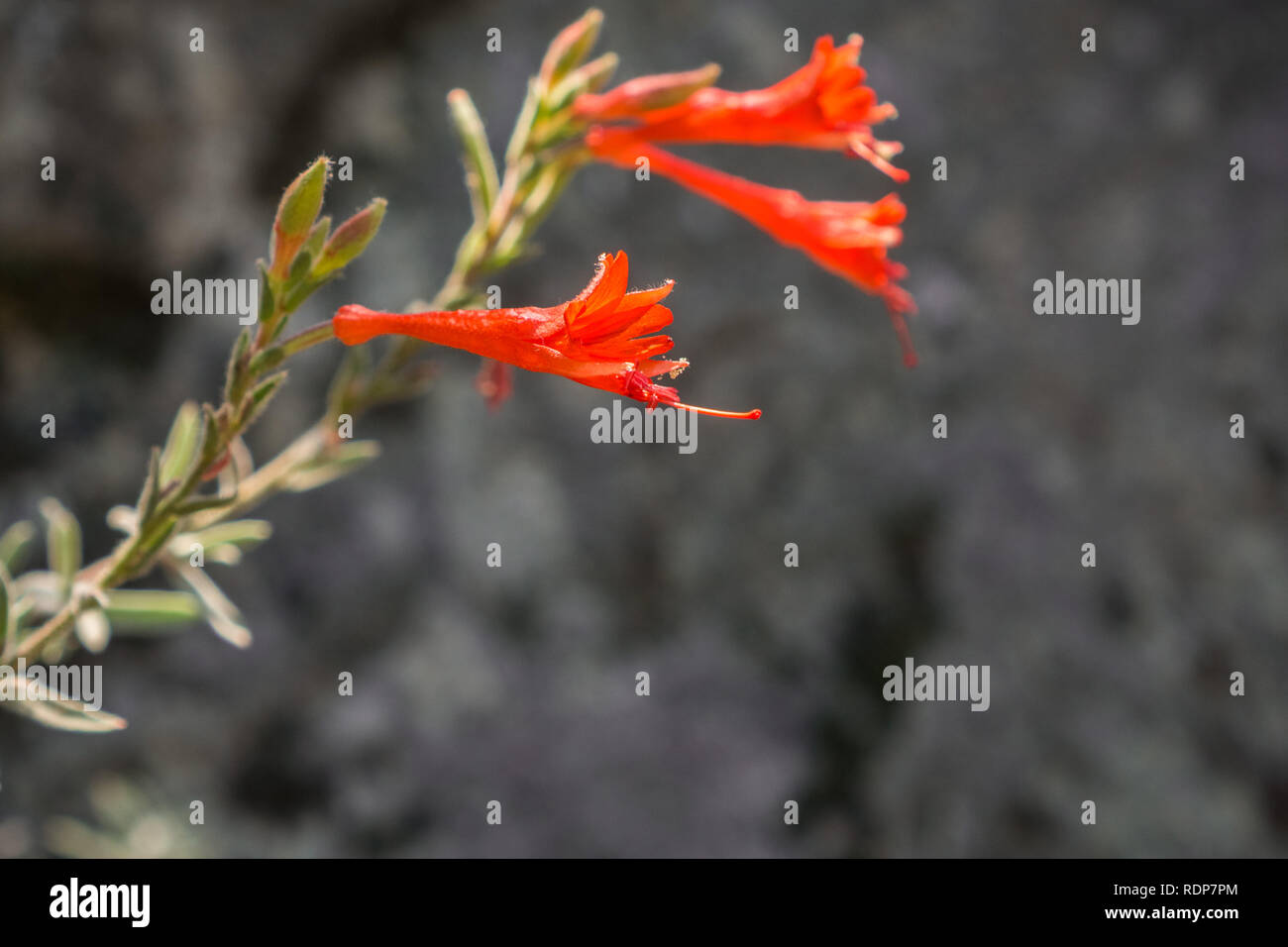 California Fuchsia High Resolution Stock Photography and Images - Alamy