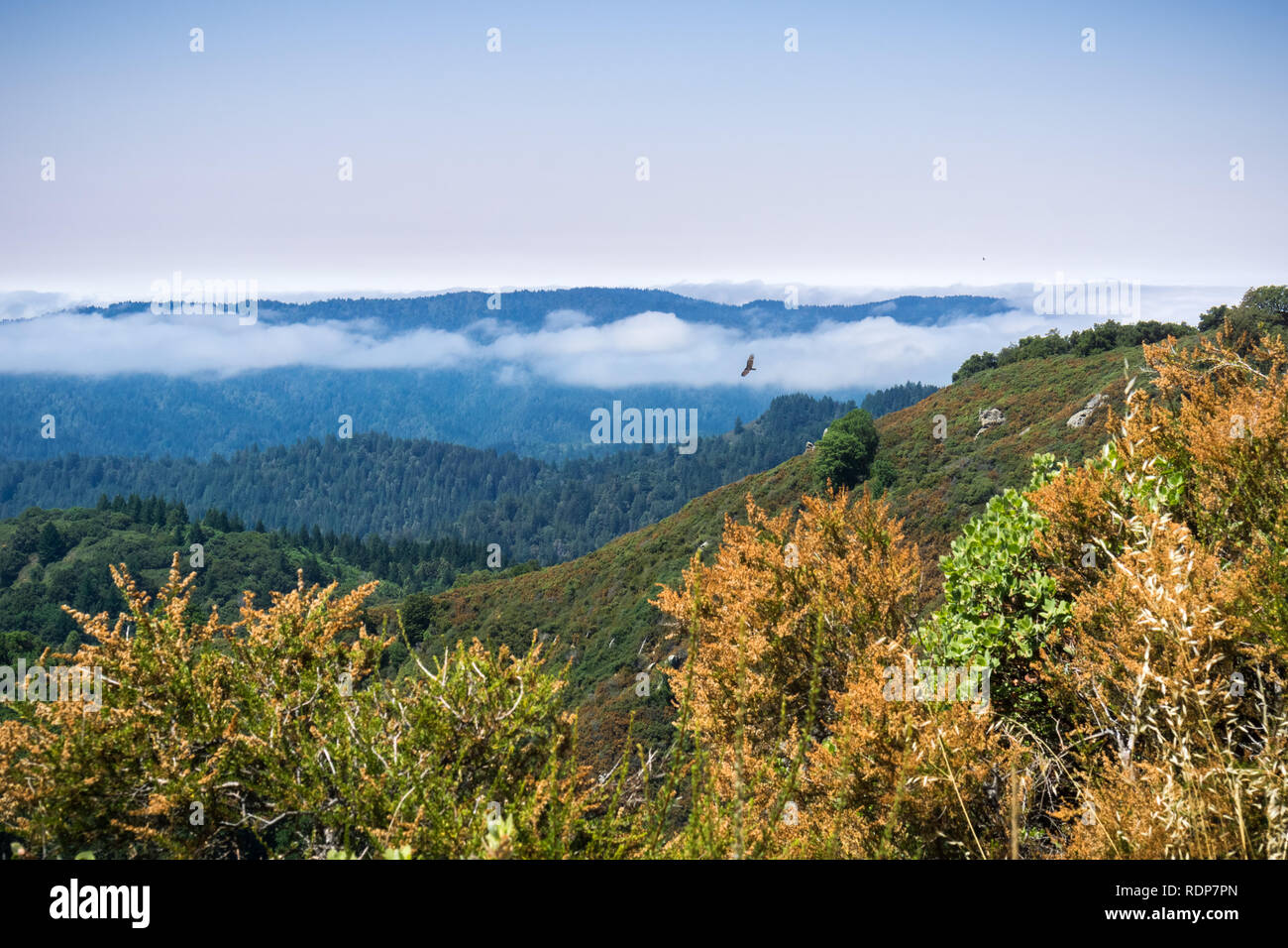 Fog lingering over the hills and valleys of Santa Cruz mountains, San ...