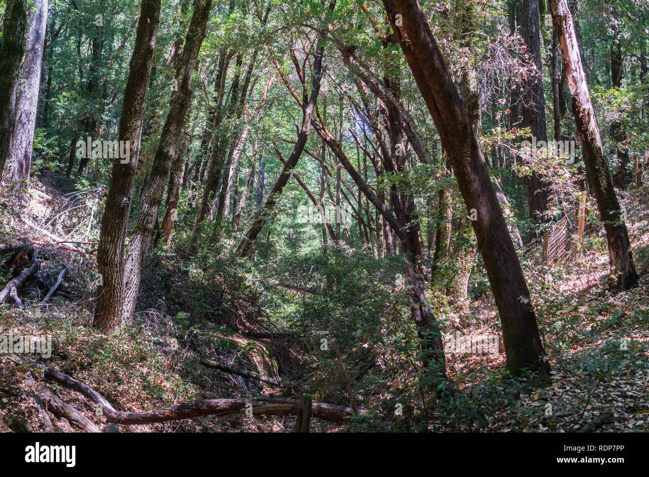 Dapple light shining through a madrone and oak trees forest, Castle ...