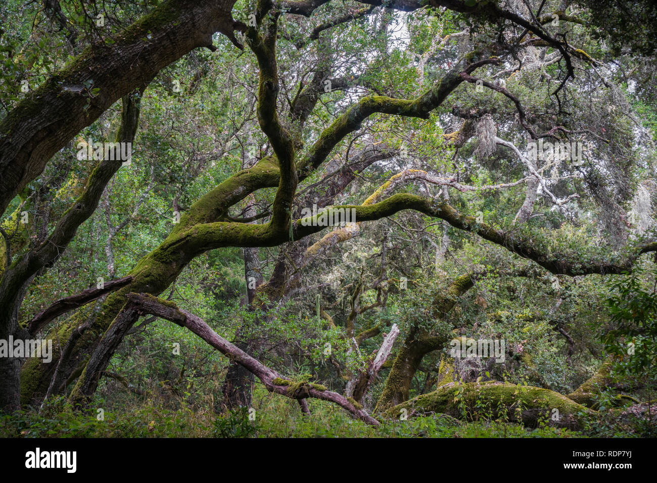 Moss covered live oak trees, California Stock Photo - Alamy