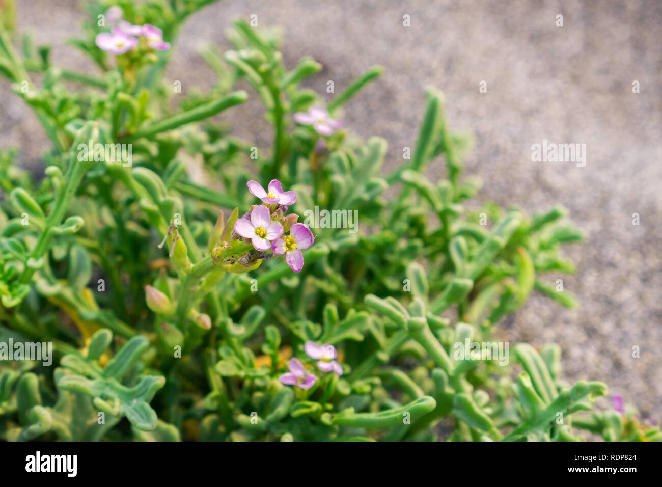 Close up of European searocket (Cakile maritima) flowers, Prairie Creek ...