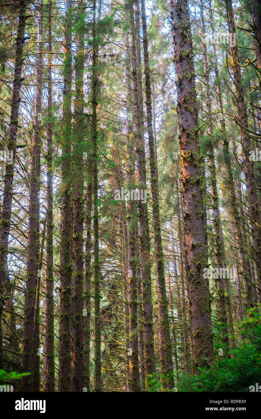 Dense forest, Prairie Creek Redwoods State Park, California Stock Photo ...