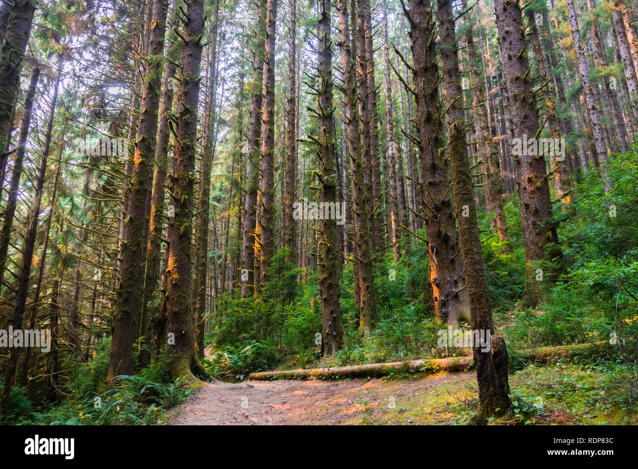 Hiking path through an evergreen trees forest, Prairie Creek Redwoods ...