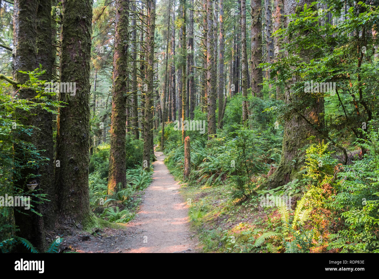 Hiking path through an evergreen trees forest, Prairie Creek Redwoods ...