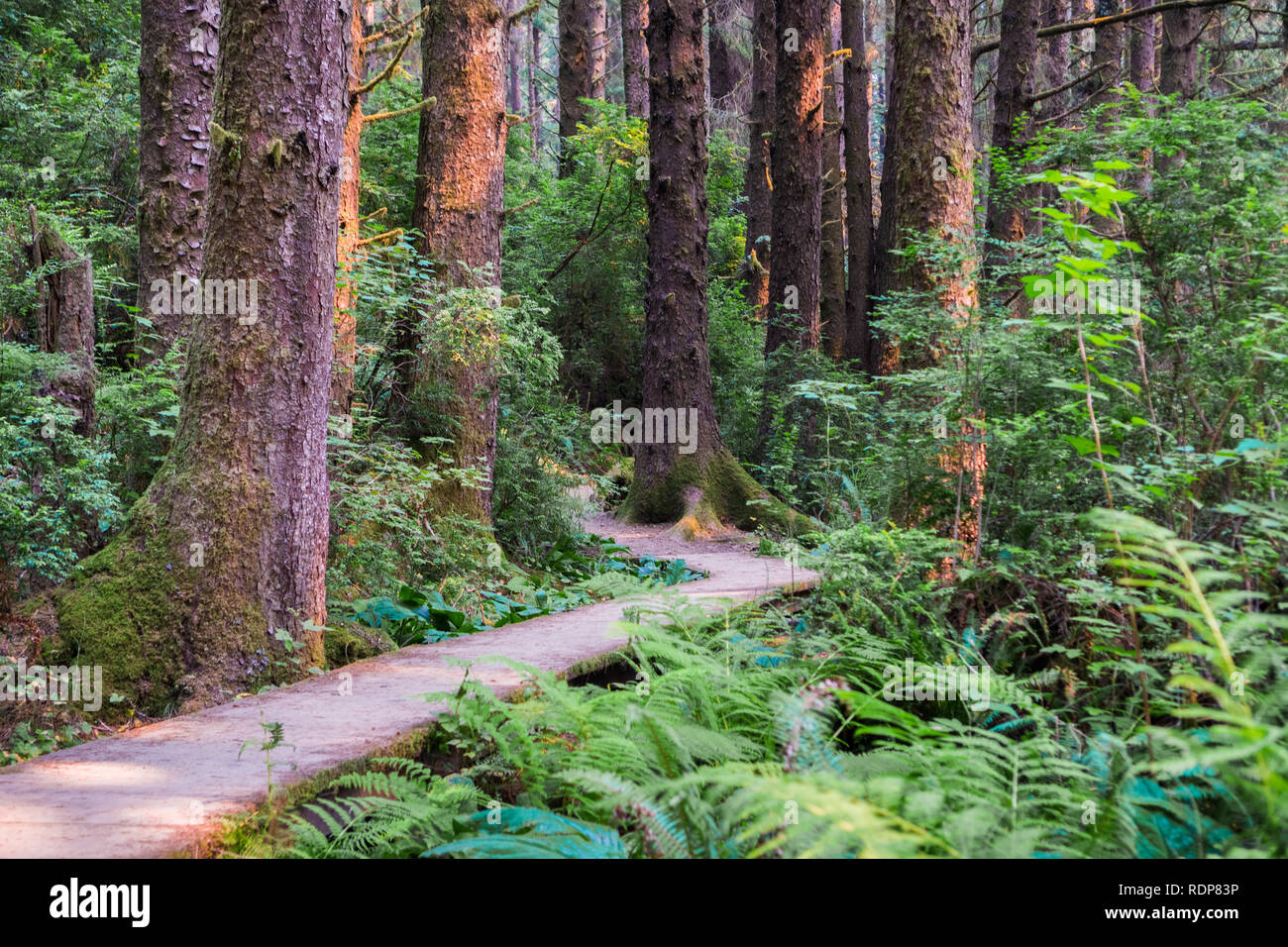 Douglas state forest hi-res stock photography and images - Alamy