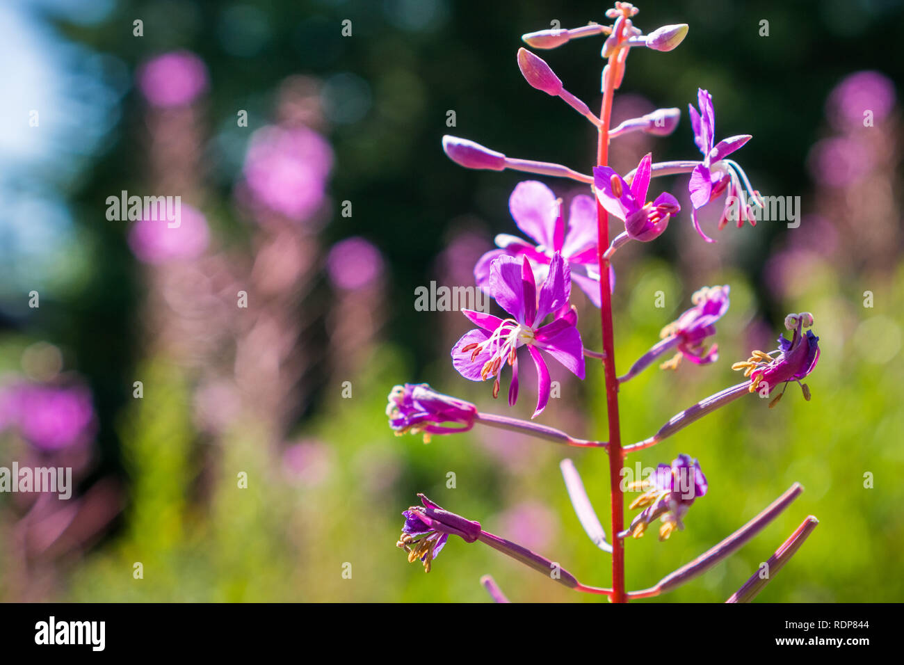 Fireweed (Chamerion angustifolium) wildflower blooming Stock Photo - Alamy