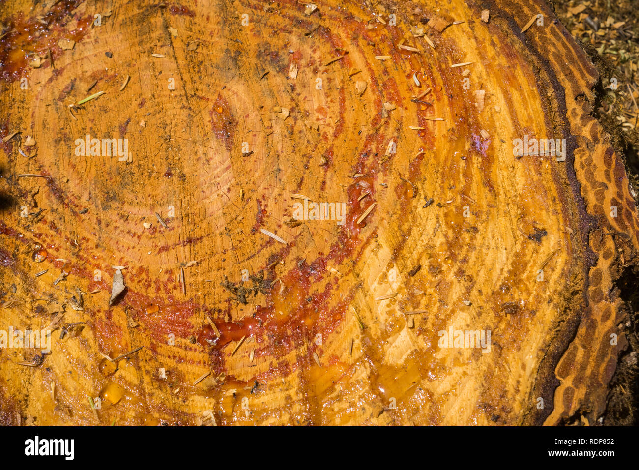 Close up of a cross section of a recently cut tree Stock Photo - Alamy