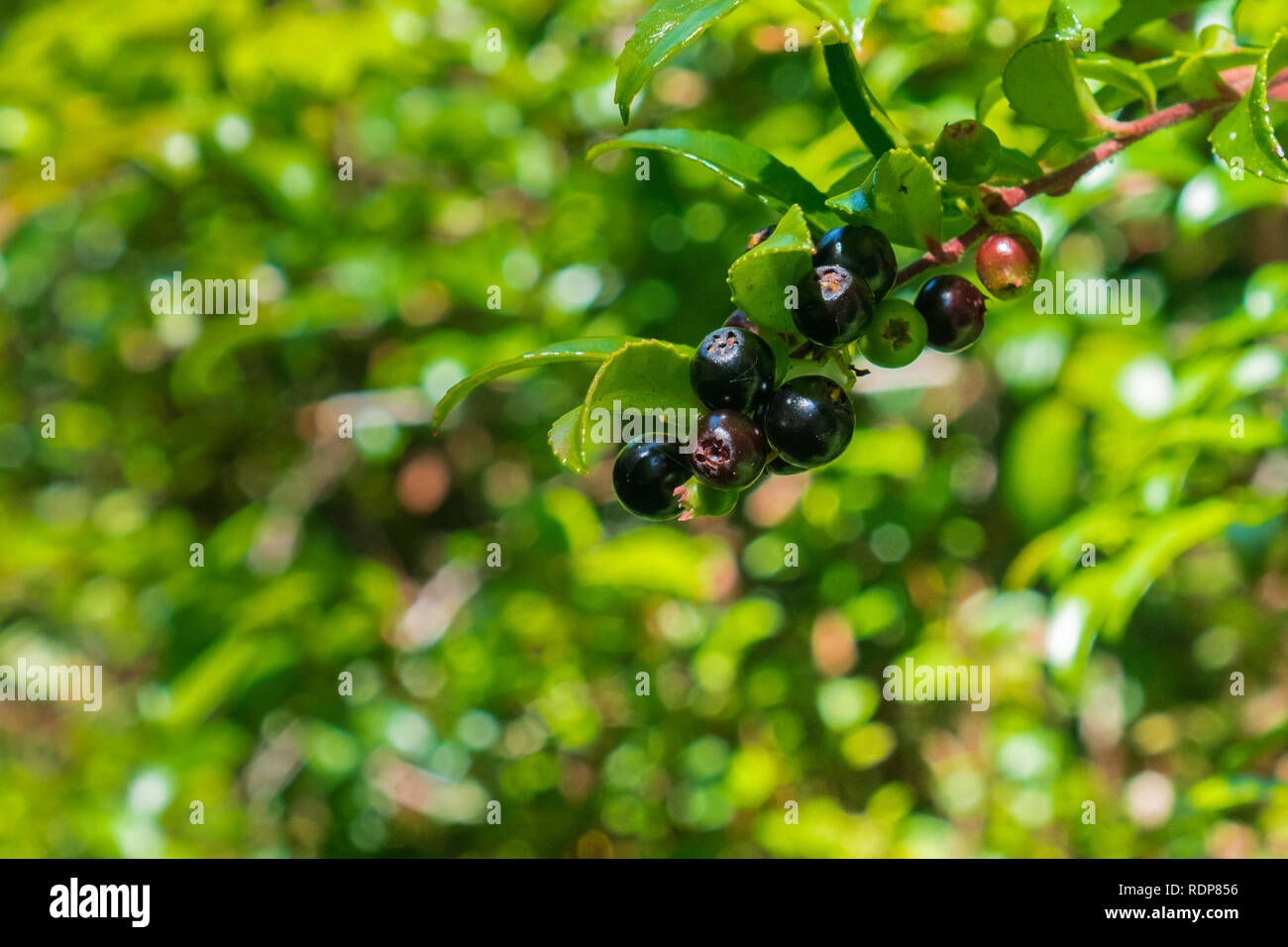 Huckleberries on a branch hi-res stock photography and images - Alamy