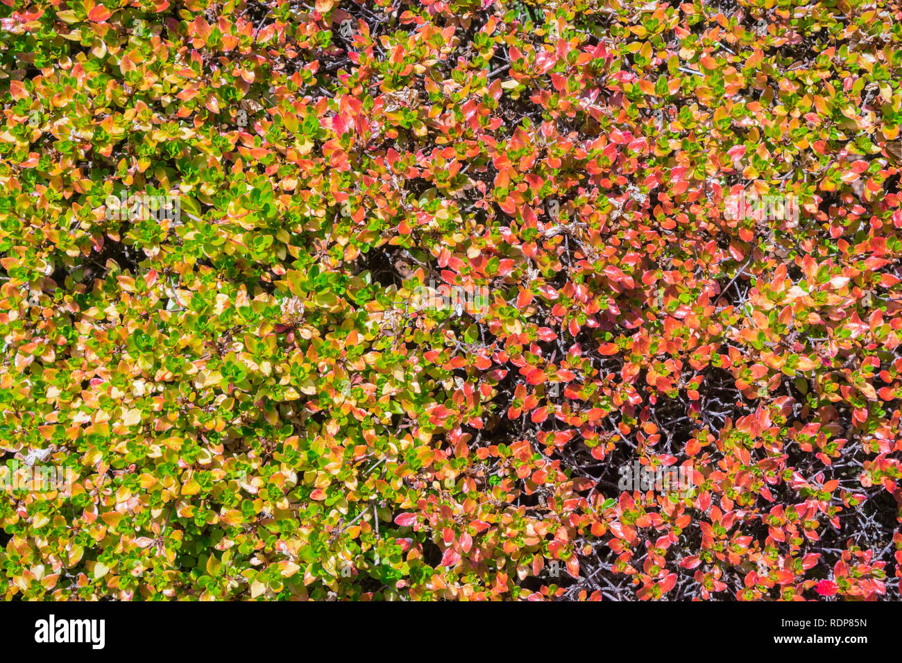 Dense shrub; Natural texture Stock Photo - Alamy
