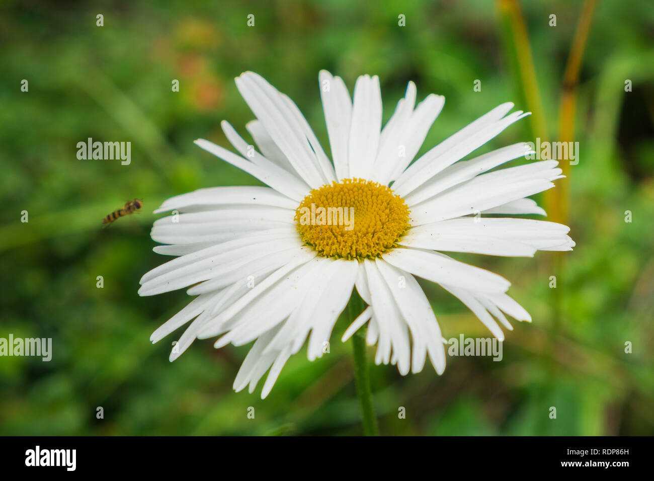 Close up blooming daisy hi-res stock photography and images - Alamy