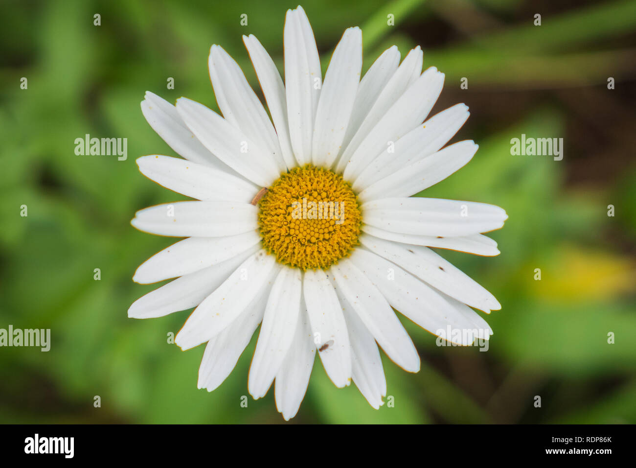 Close up blooming daisy hi-res stock photography and images - Alamy