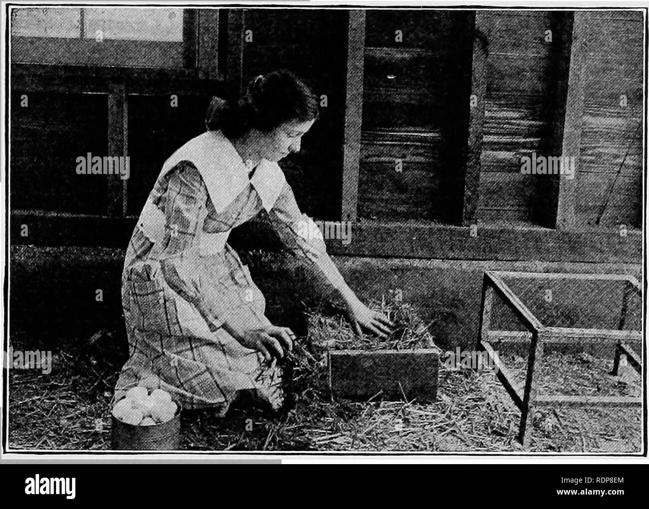 A hens nest Black and White Stock Photos & Images - Alamy