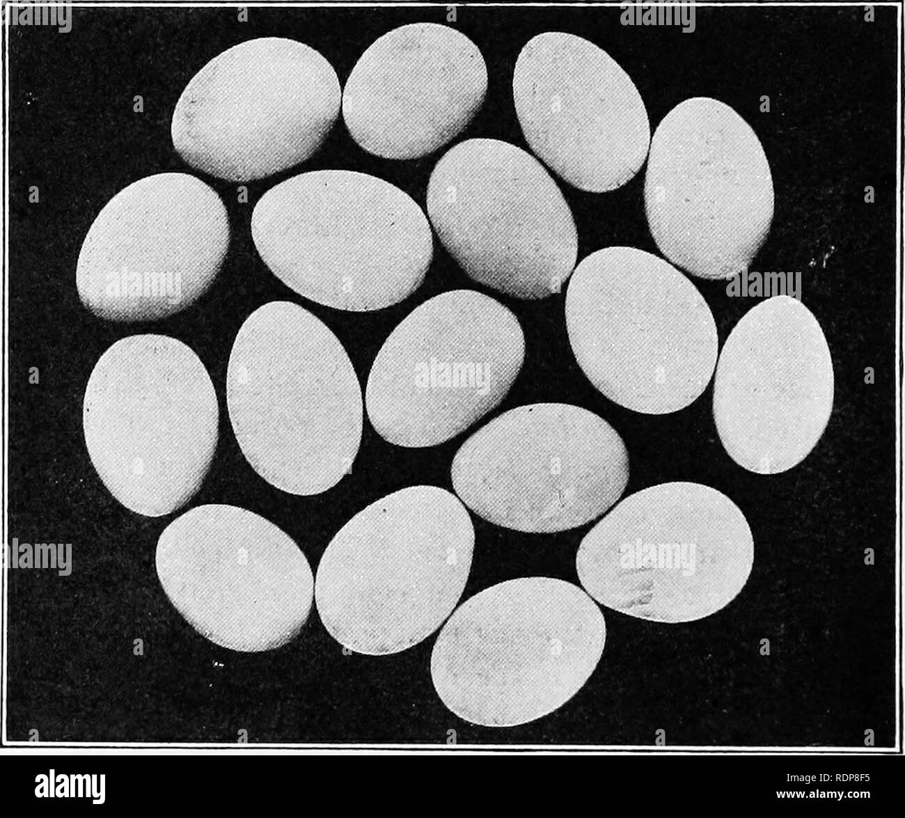 Attached shell shape hi-res stock photography and images - Alamy