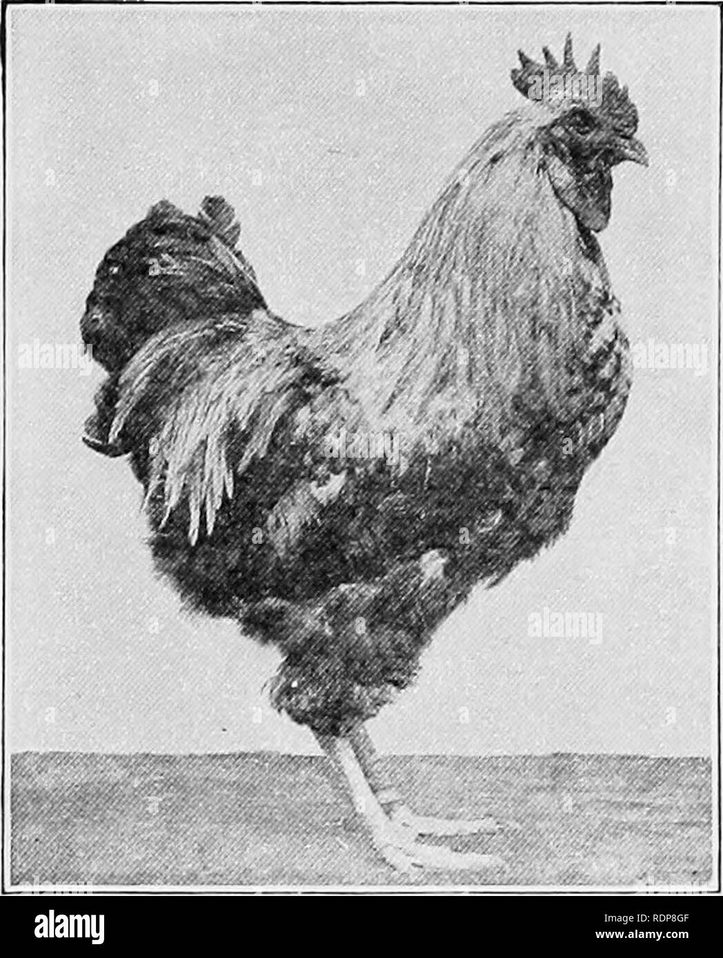 . Practical poultry production . Poultry. BREEDING 51 preference to ...