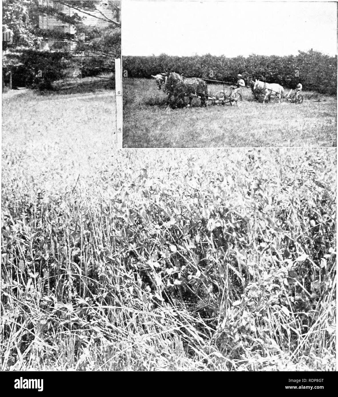 First early may peas Black and White Stock Photos & Images - Alamy