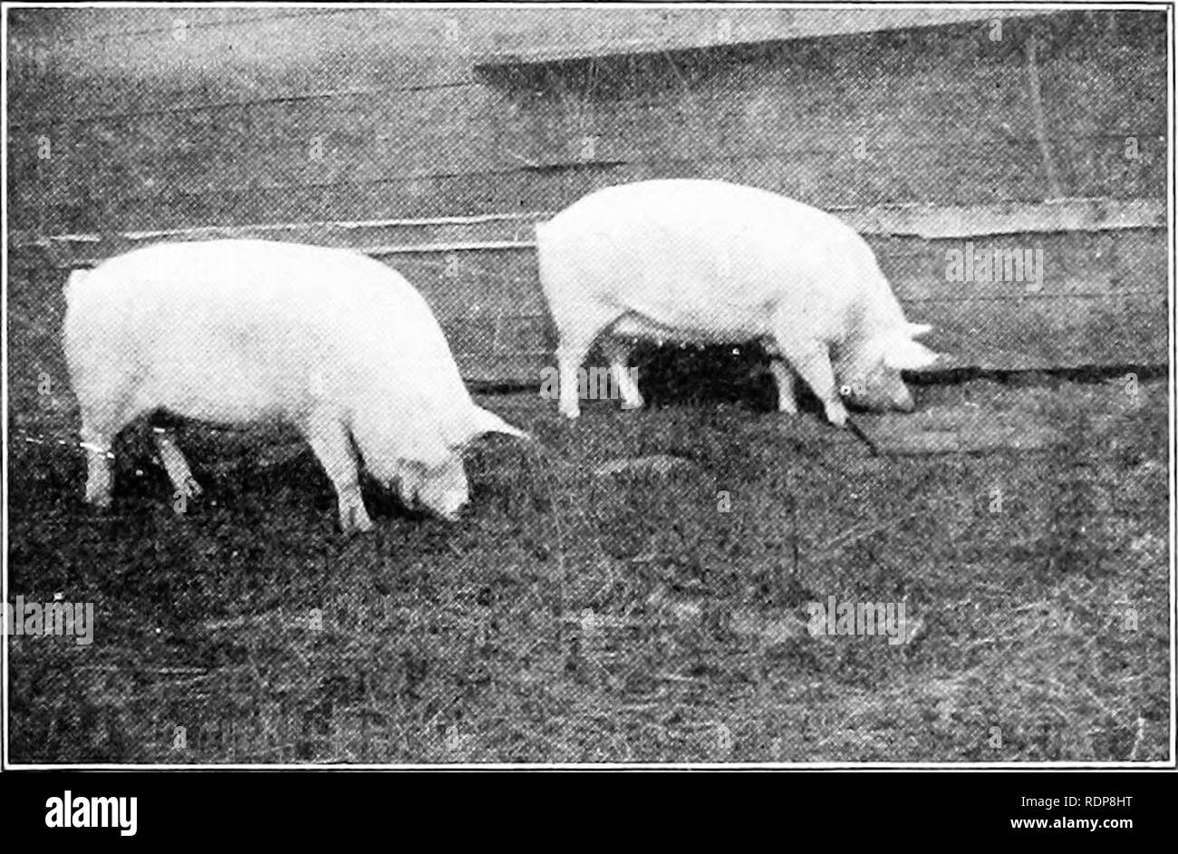 Meat type breed Black and White Stock Photos & Images - Alamy