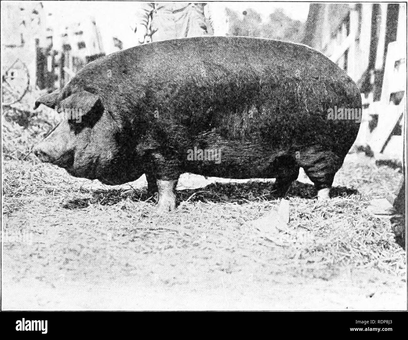 Duroc Jersey High Resolution Stock Photography and Images - Alamy