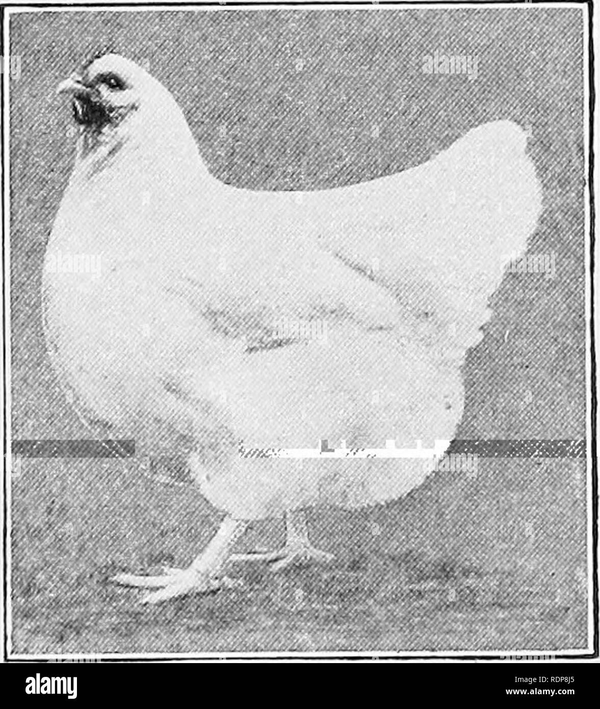 Poultry class Black and White Stock Photos & Images - Alamy