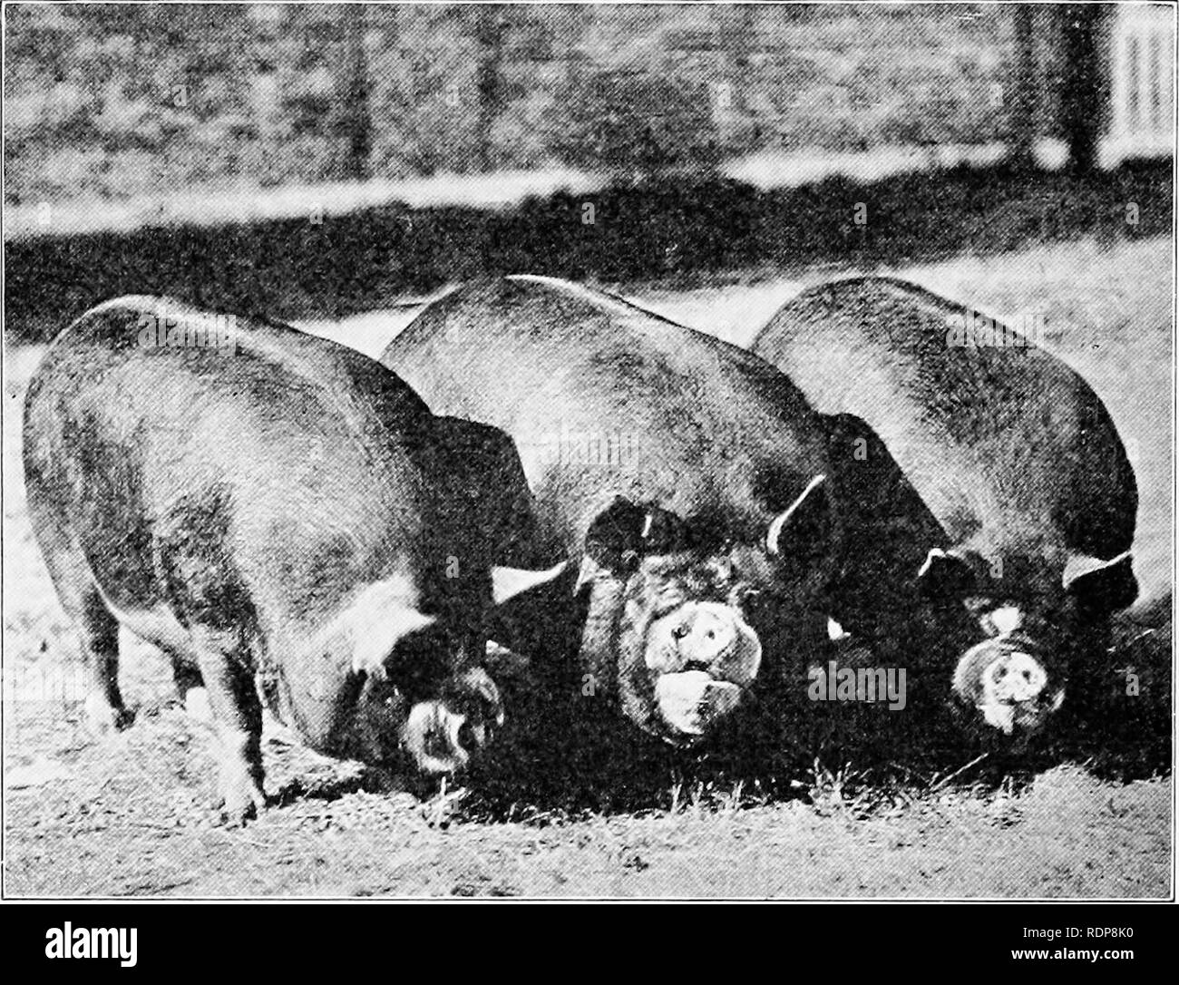 Iowa state fair history Black and White Stock Photos & Images - Alamy